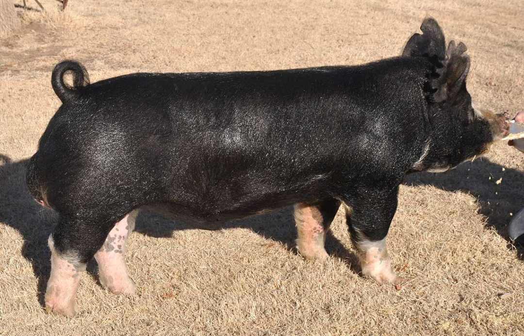 Reference Boars • Wintex Farms