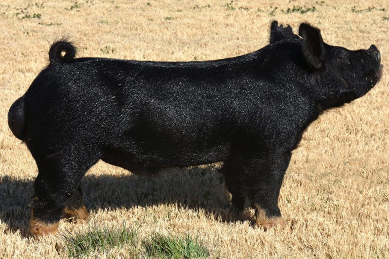 Reference Boars • Wintex Farms