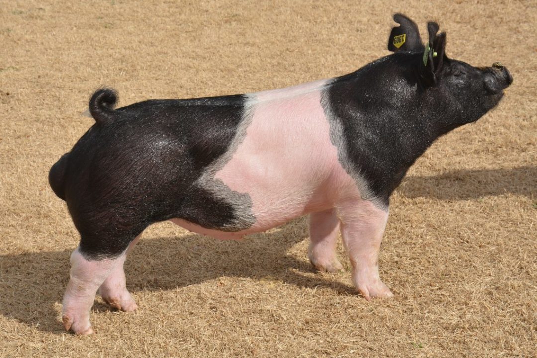 Reference Boars • Wintex Farms