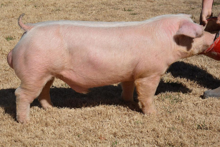 Reference Boars • Wintex Farms