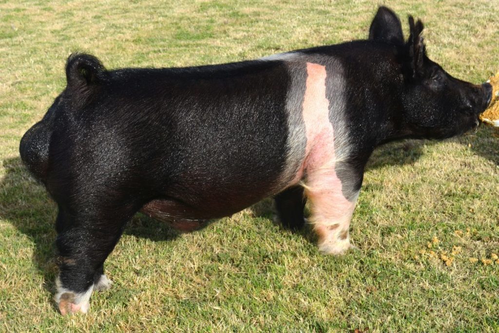 Reference Boars • Wintex Farms