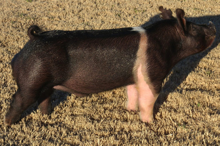 Reference Boars • Wintex Farms