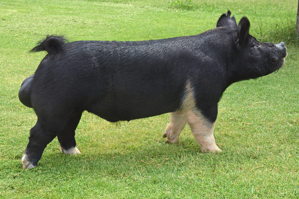 Reference Boars • Wintex Farms