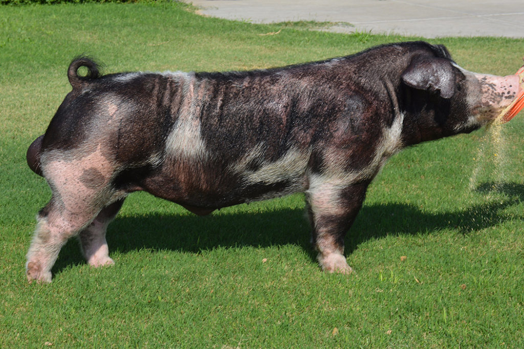 Reference Boars • Wintex Farms