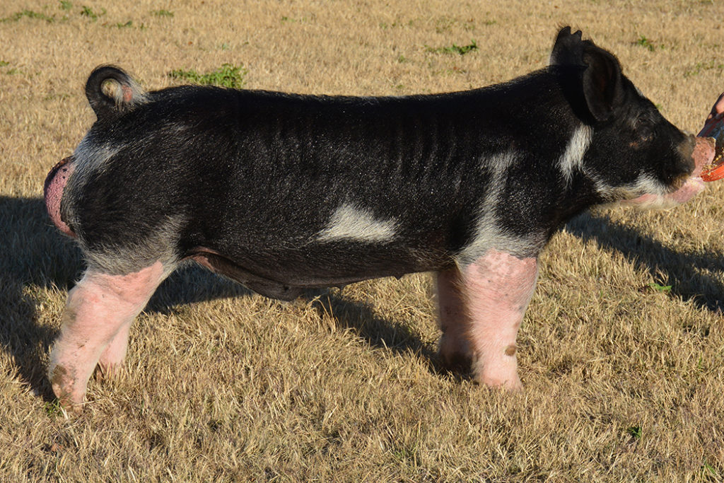 Reference Boars • Wintex Farms