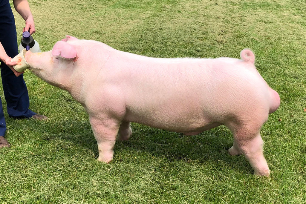 Boars at Other Studs • Wintex Farms