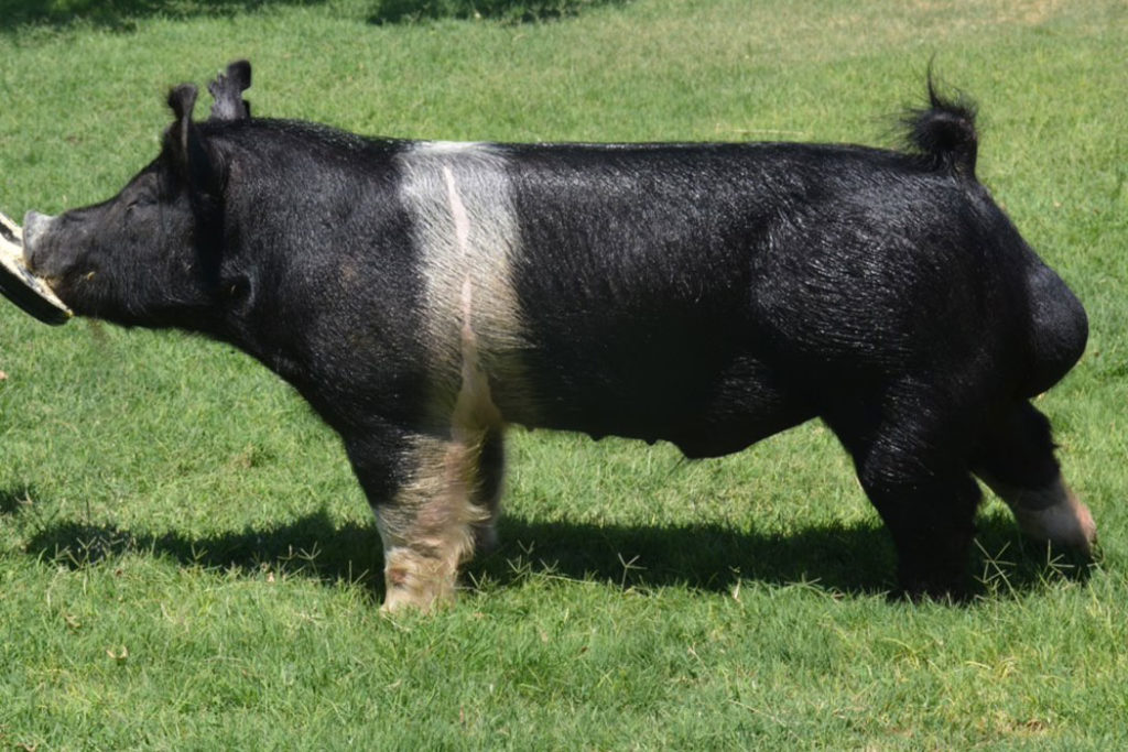 Reference Boars • Wintex Farms