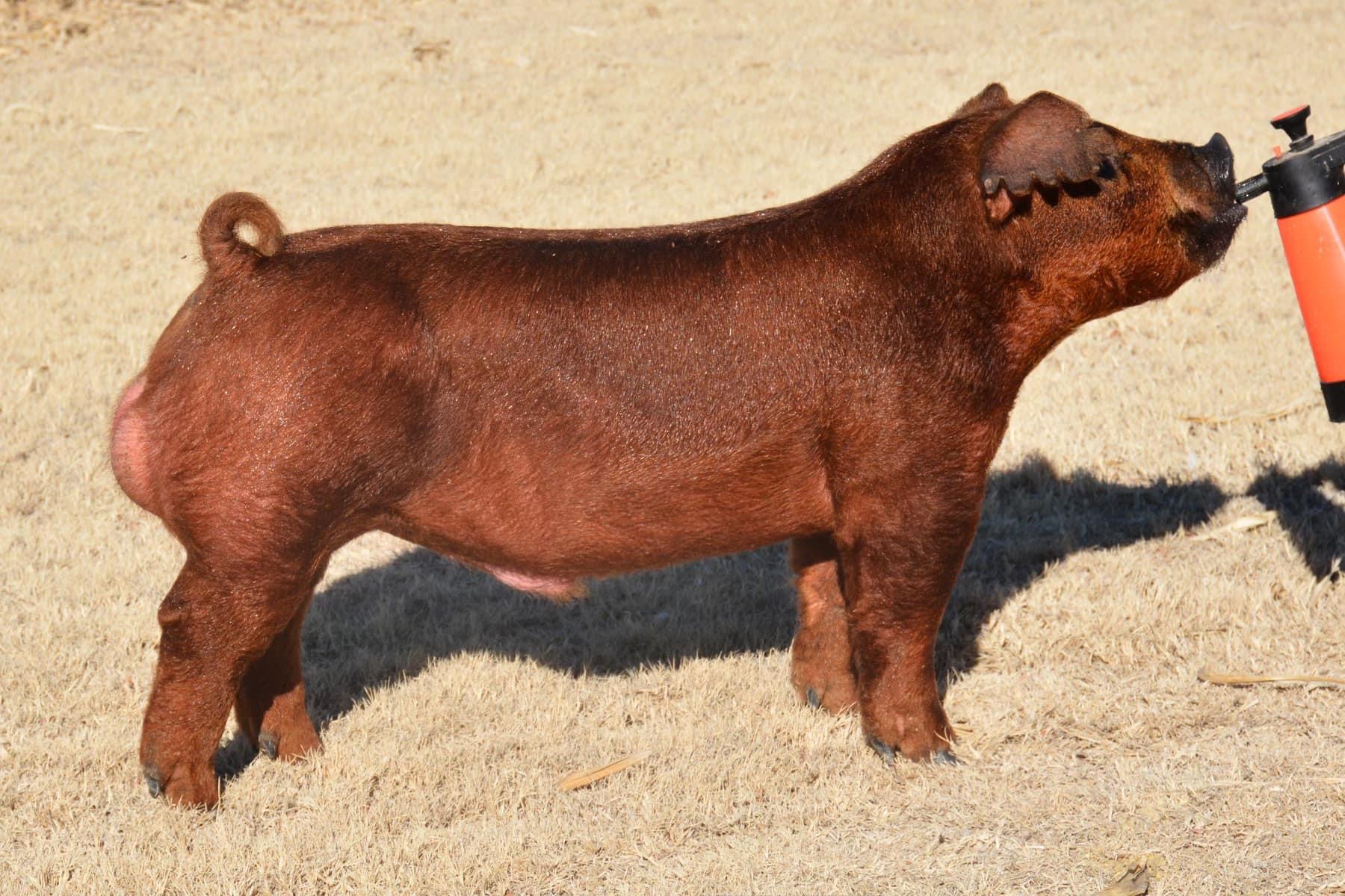 DOS • Wintex Farms